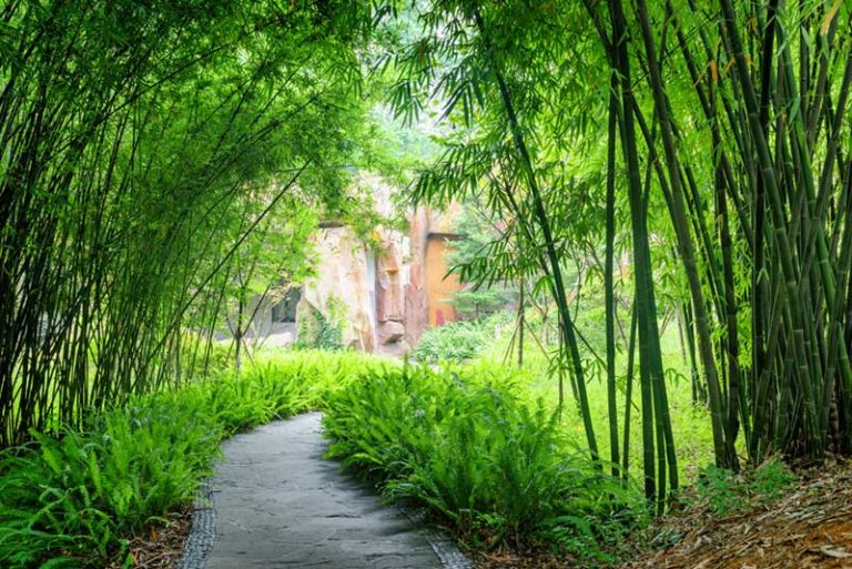 10 Plants for a Shaded Walkway - Garden Lovers Club