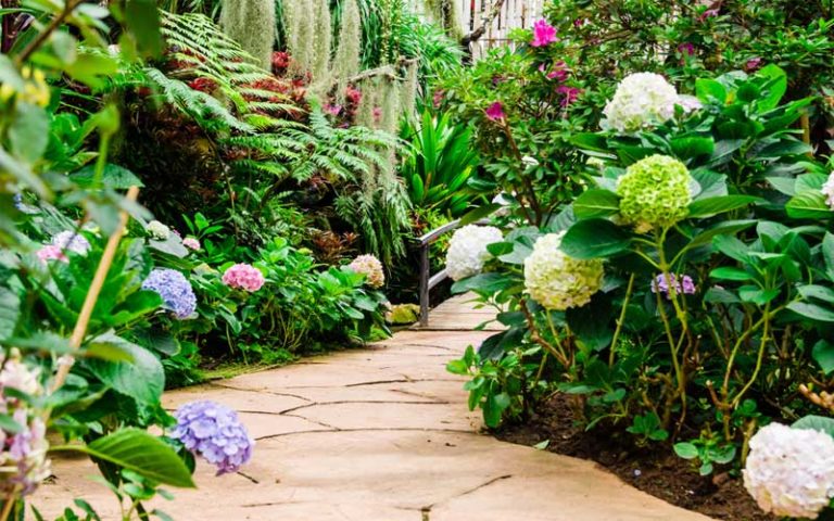 12 Perfect Plants for Walkways (Photos) - Garden Lovers Club