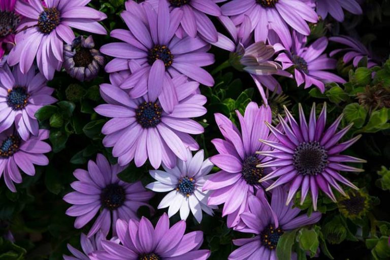 10 Beautiful Spring-Blooming Annuals - Garden Lovers Club