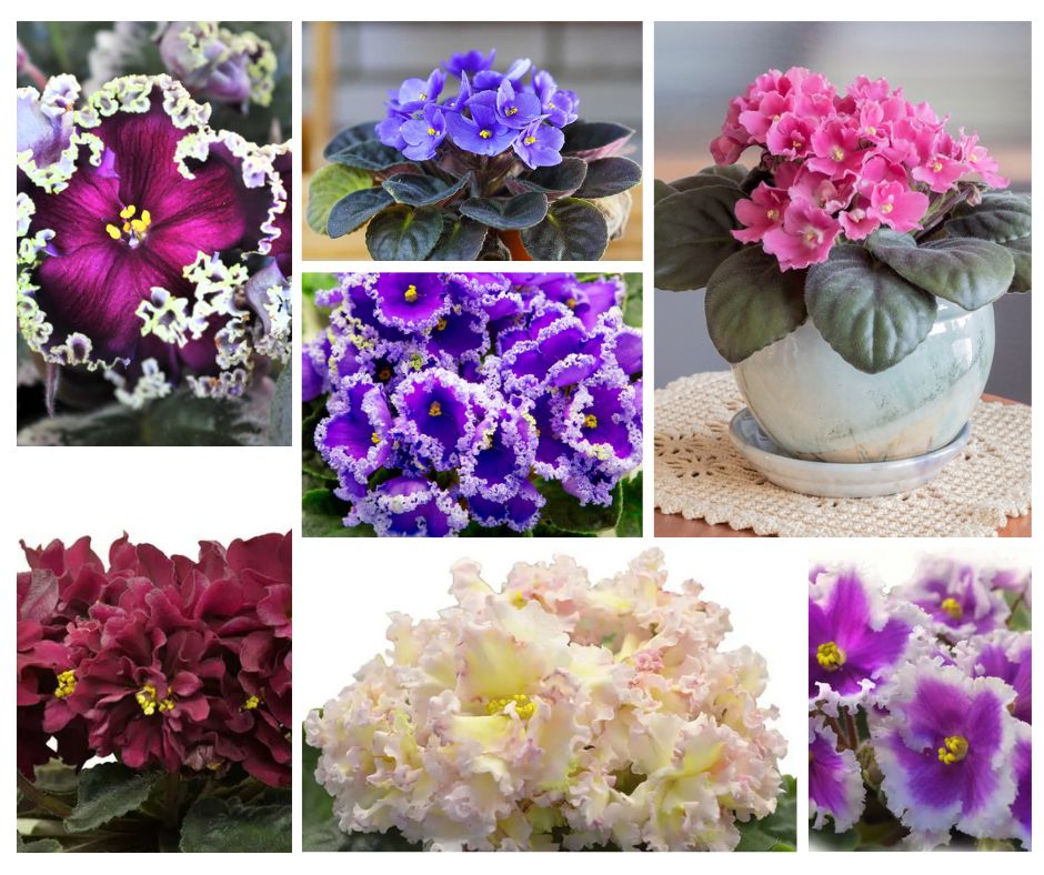 20 Different African Violet Varieties (With Photos) - Garden Lovers Club