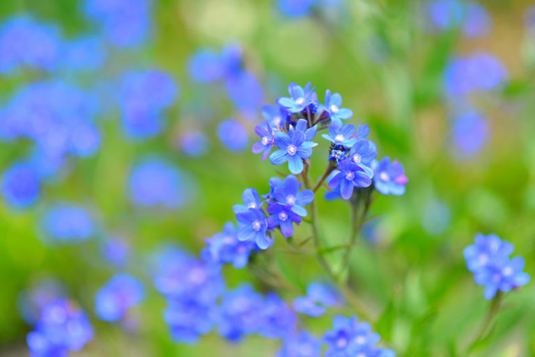 10 Lovely Spring-Blooming Perennials To Brightly Color Your Garden ...