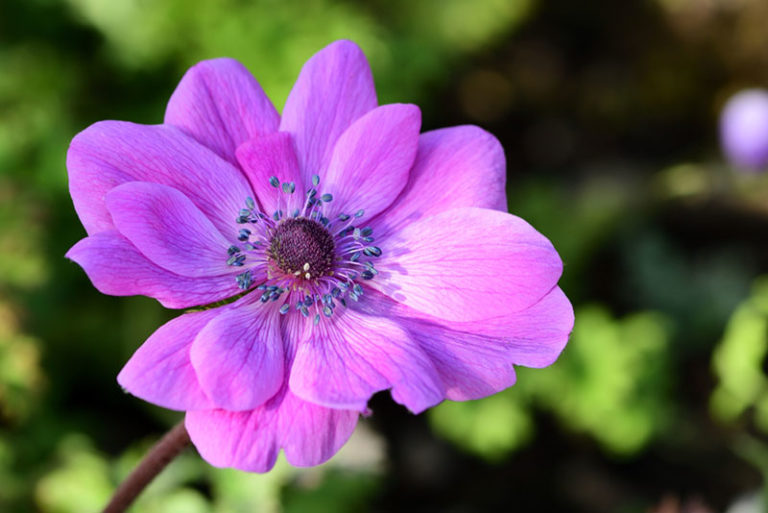 10 Lovely Spring-Blooming Perennials To Brightly Color Your Garden ...