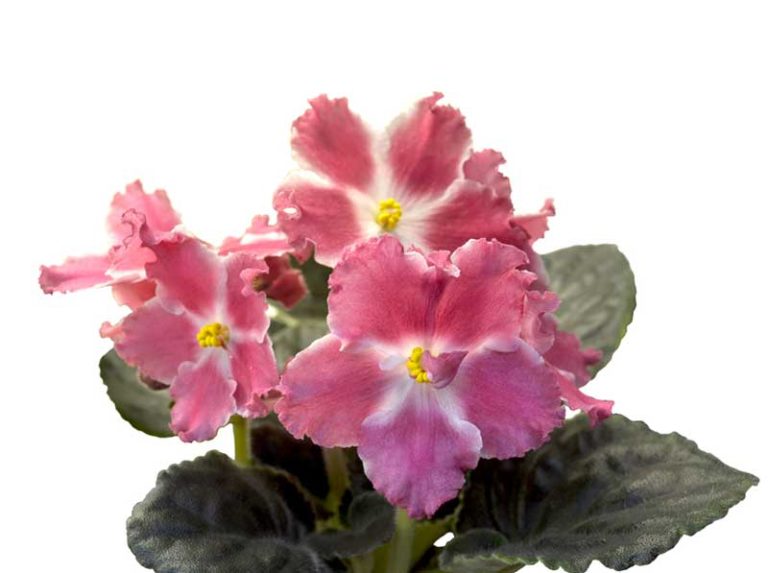 20 Different African Violet Varieties (With Photos) - Garden Lovers Club