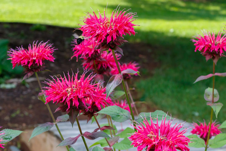 16 Pretty and Fragrant Perennials - Garden Lovers Club