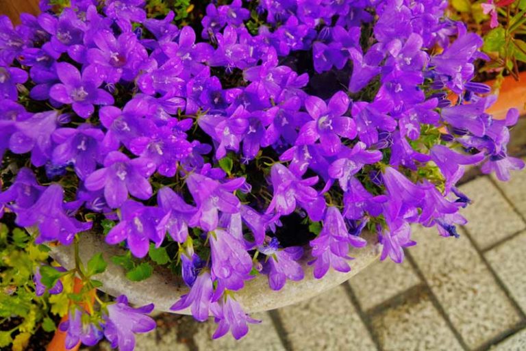 13 Best Perennials for Containers - Garden Lovers Club