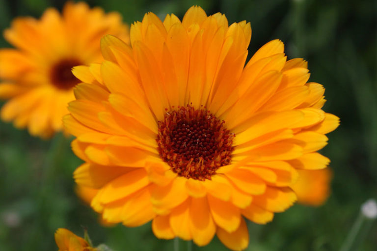 10 Beautiful Spring-Blooming Annuals - Garden Lovers Club