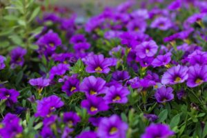17 Fabulous Purple Flowering Annuals (Photos) - Garden Lovers Club
