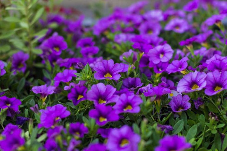 17 Fabulous Purple Flowering Annuals (Photos) - Garden Lovers Club