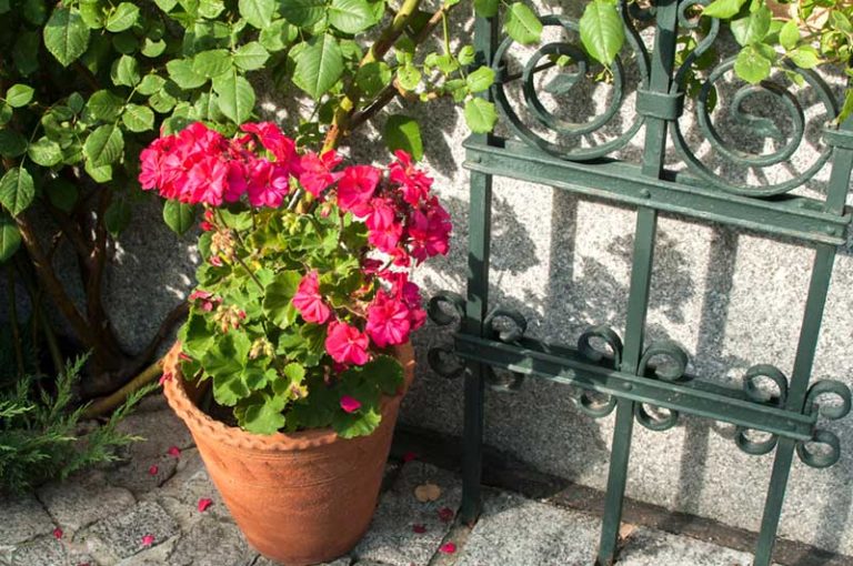 13 Best Perennials for Containers - Garden Lovers Club