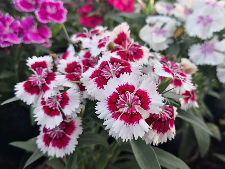 Tips for Growing Dianthus (Growing Guide) - Garden Lovers Club