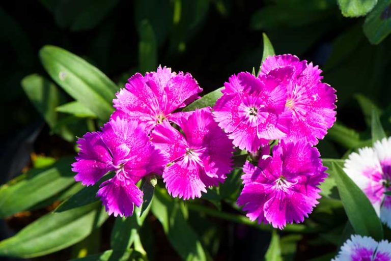 17 Fabulous Purple Flowering Annuals (Photos) - Garden Lovers Club