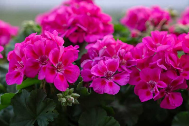 10 Beautiful Spring-Blooming Annuals - Garden Lovers Club