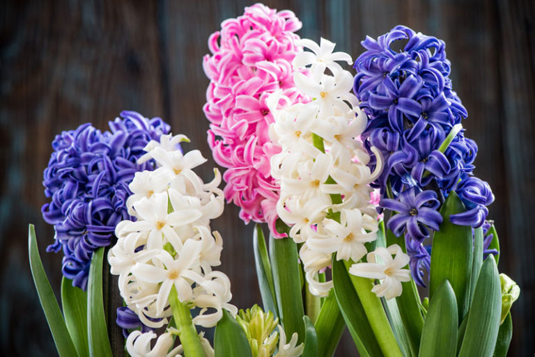 The Different Types of Hyacinth (Plus Care Tips) - Garden Lovers Club