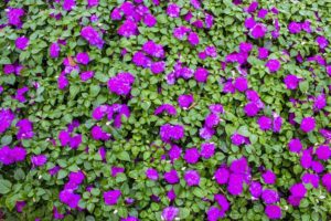 17 Fabulous Purple Flowering Annuals (Photos) - Garden Lovers Club