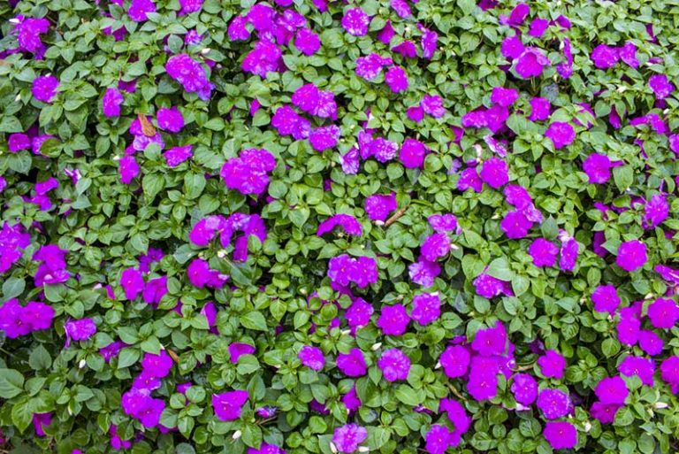 17 Fabulous Purple Flowering Annuals (Photos) - Garden Lovers Club