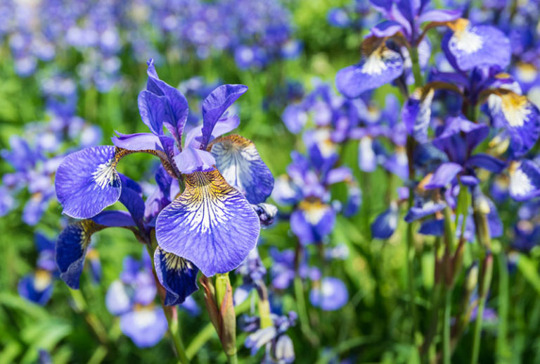 10 Lovely Spring-Blooming Perennials To Brightly Color Your Garden ...
