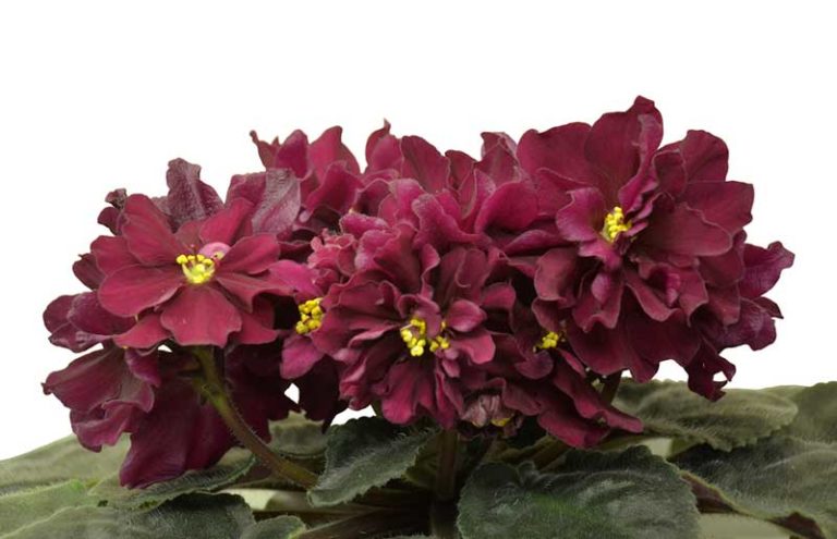 20 Different African Violet Varieties (With Photos) - Garden Lovers Club