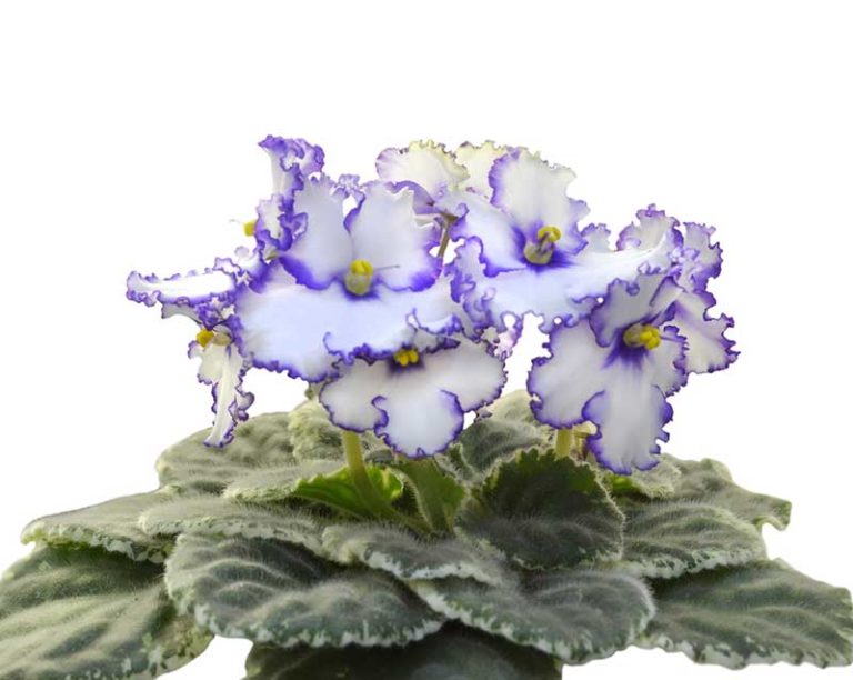 20 Different African Violet Varieties (With Photos) - Garden Lovers Club