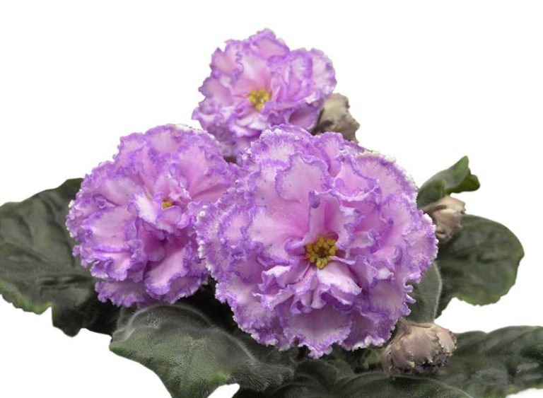 20 Different African Violet Varieties (With Photos) - Garden Lovers Club