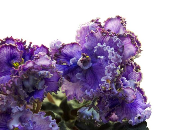 20 Different African Violet Varieties (With Photos) - Garden Lovers Club
