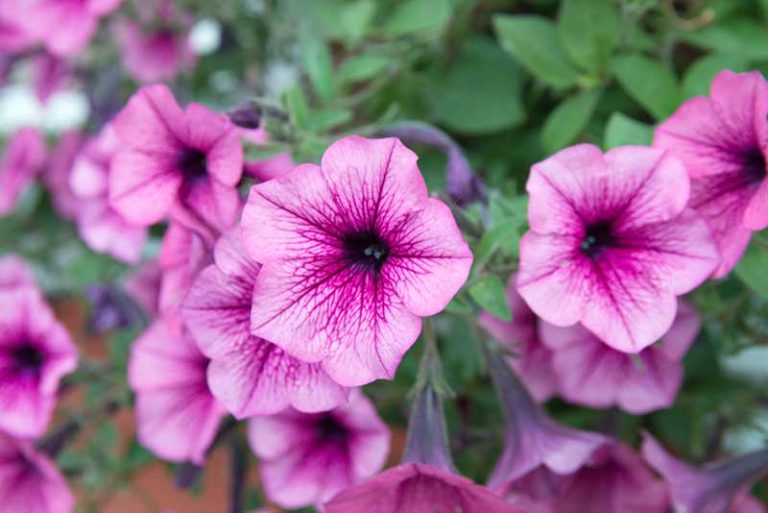 10 Beautiful Spring-Blooming Annuals - Garden Lovers Club