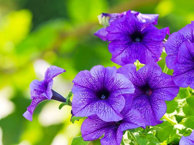17 Fabulous Purple Flowering Annuals (Photos) - Garden Lovers Club