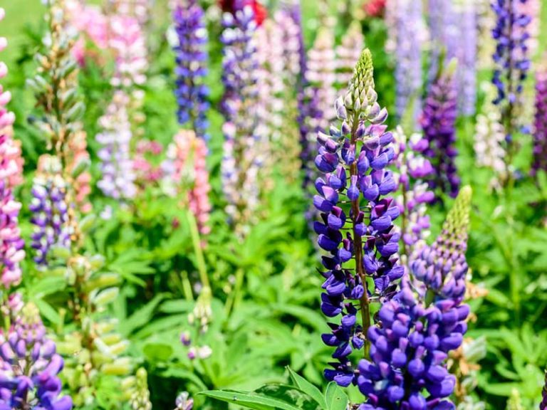 17 Fabulous Purple Flowering Annuals (Photos) - Garden Lovers Club