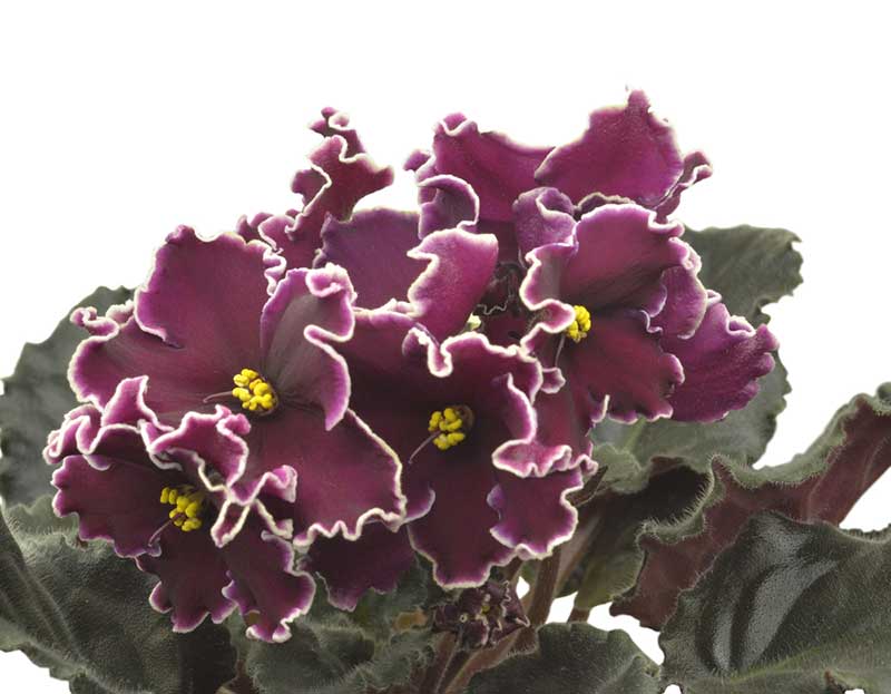 20 Different African Violet Varieties (Photos) – Simple recipes