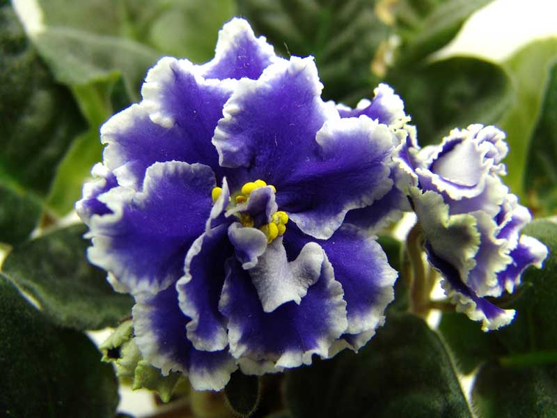20 Different African Violet Varieties (Photos) – Simple recipes