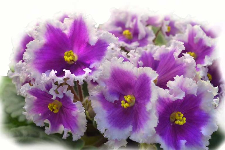 20 Different African Violet Varieties (With Photos) - Garden Lovers Club