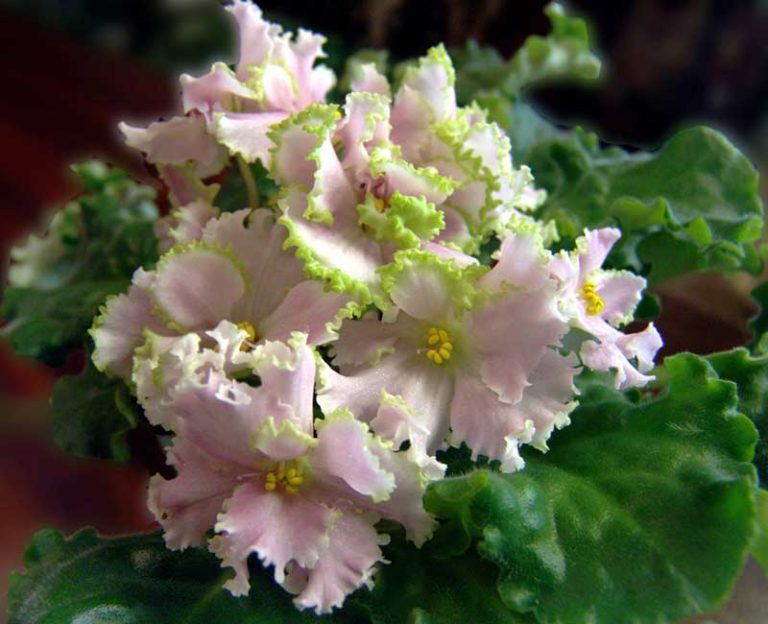 20 Different African Violet Varieties (With Photos) - Garden Lovers Club