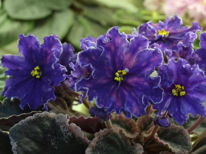 20 Different African Violet Varieties (Photos) – Simple recipes