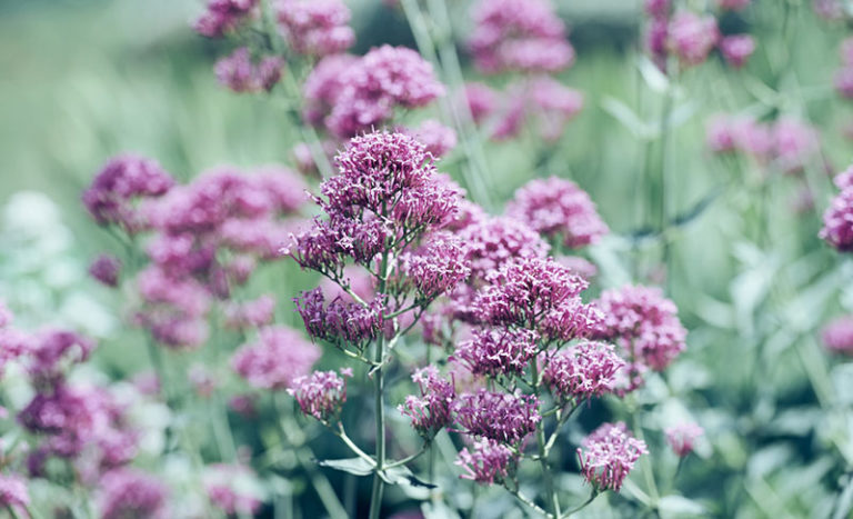 16 Pretty and Fragrant Perennials - Garden Lovers Club