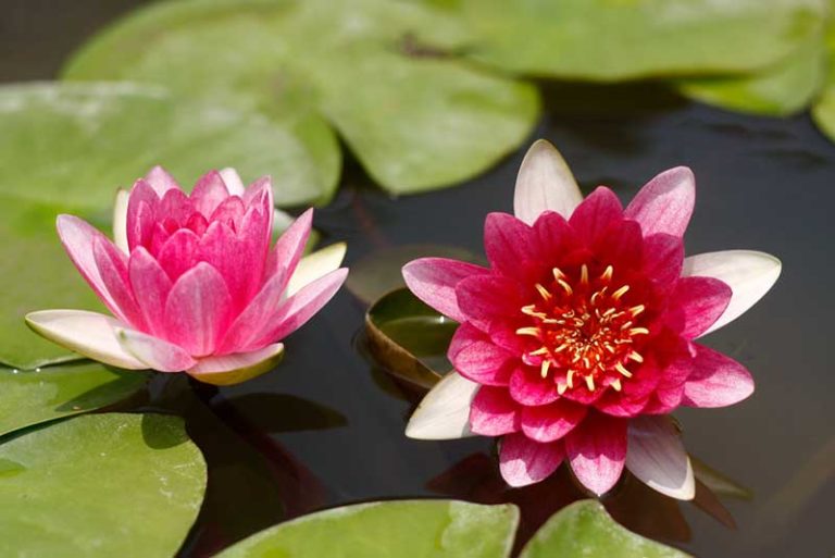 16 Pretty and Fragrant Perennials - Garden Lovers Club