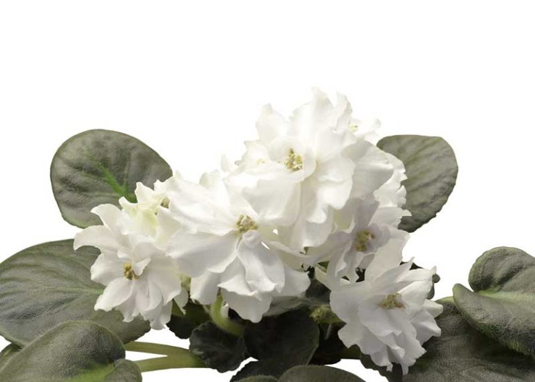 20 Different African Violet Varieties (With Photos) - Garden Lovers Club