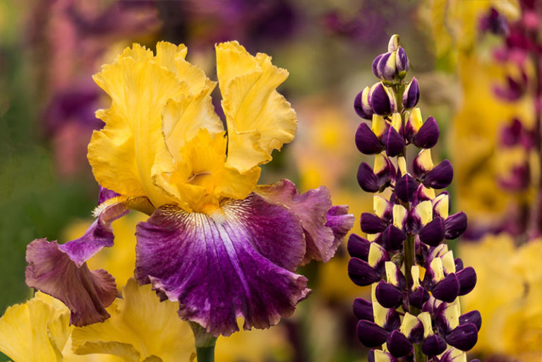 16 Pretty and Fragrant Perennials - Garden Lovers Club