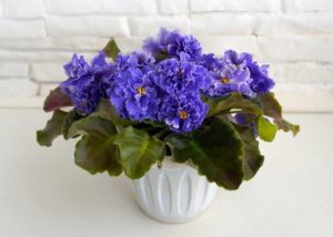 Best Pots for African Violets - Garden Lovers Club