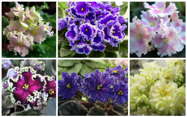 20 Different African Violet Varieties (With Photos) - Garden Lovers Club
