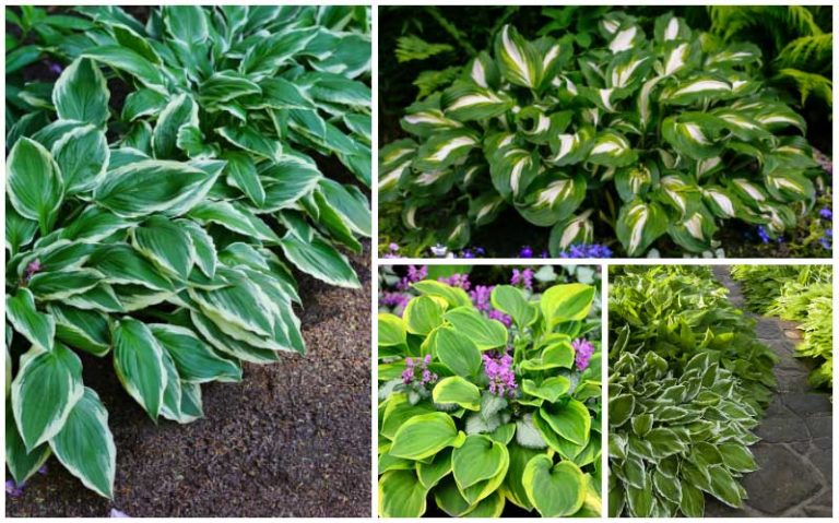 Growing Hostas: How to Grow and Care Guide - Garden Lovers Club