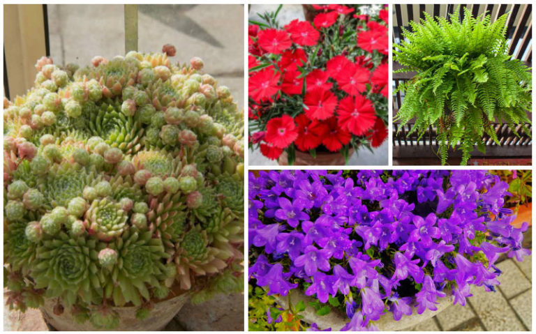 13 Best Perennials for Containers - Garden Lovers Club