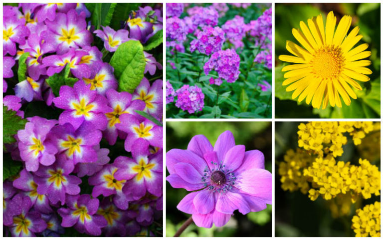 10 Lovely Spring-Blooming Perennials To Brightly Color Your Garden ...