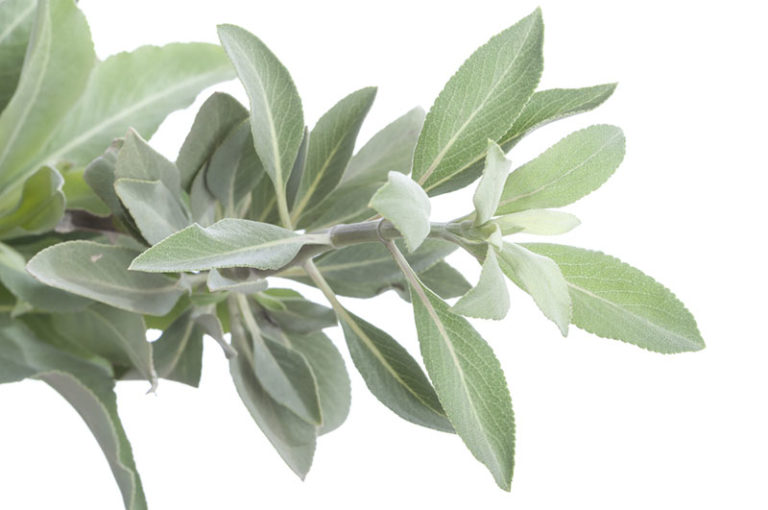 White Sage Plant: Growing & Care Guide - Garden Lovers Club