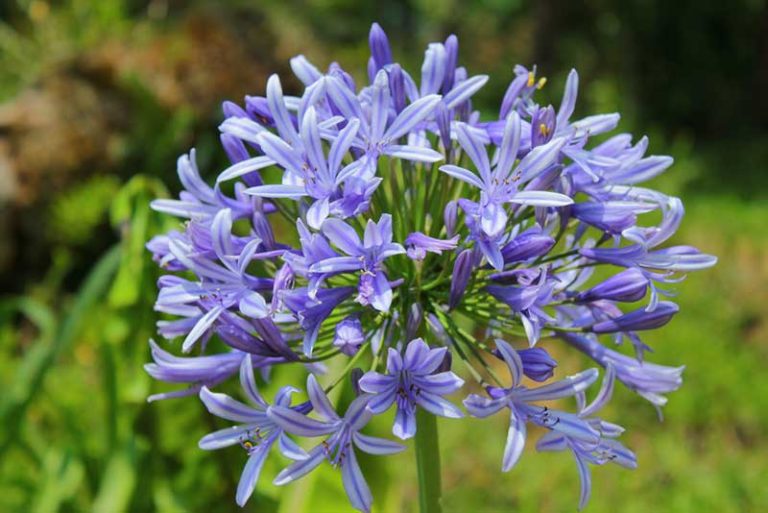 20 Blue Perennials for your Garden - Garden Lovers Club