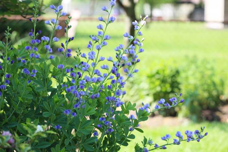 20 Blue Perennials for your Garden - Garden Lovers Club