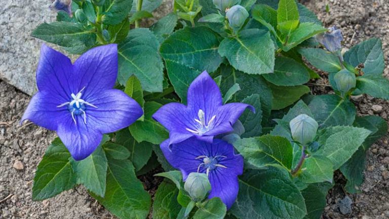 20 Blue Perennials for your Garden - Garden Lovers Club