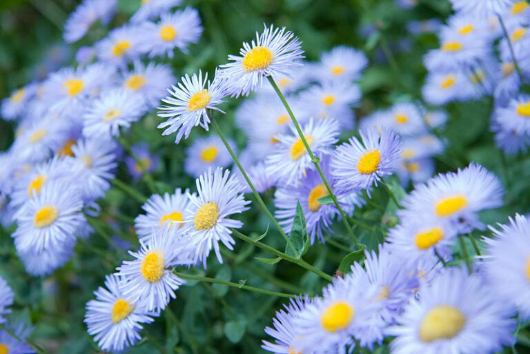 20 Blue Perennials for your Garden - Garden Lovers Club