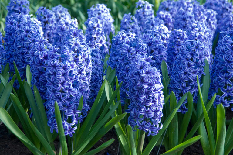 20 Blue Perennials for your Garden - Garden Lovers Club