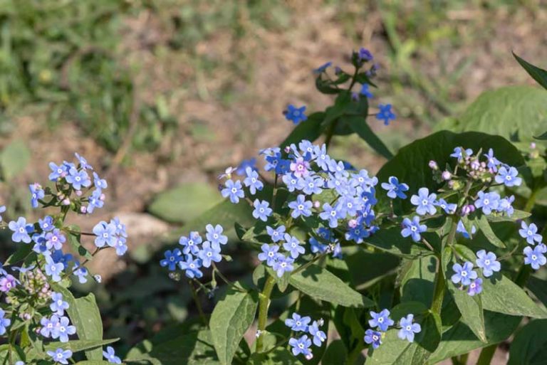 20 Blue Perennials for your Garden - Garden Lovers Club