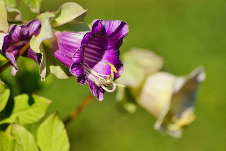 14 Perfect Climbing Annuals - Garden Lovers Club