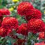 10 Beautiful Bold Red Annuals For your Garden - Garden Lovers Club